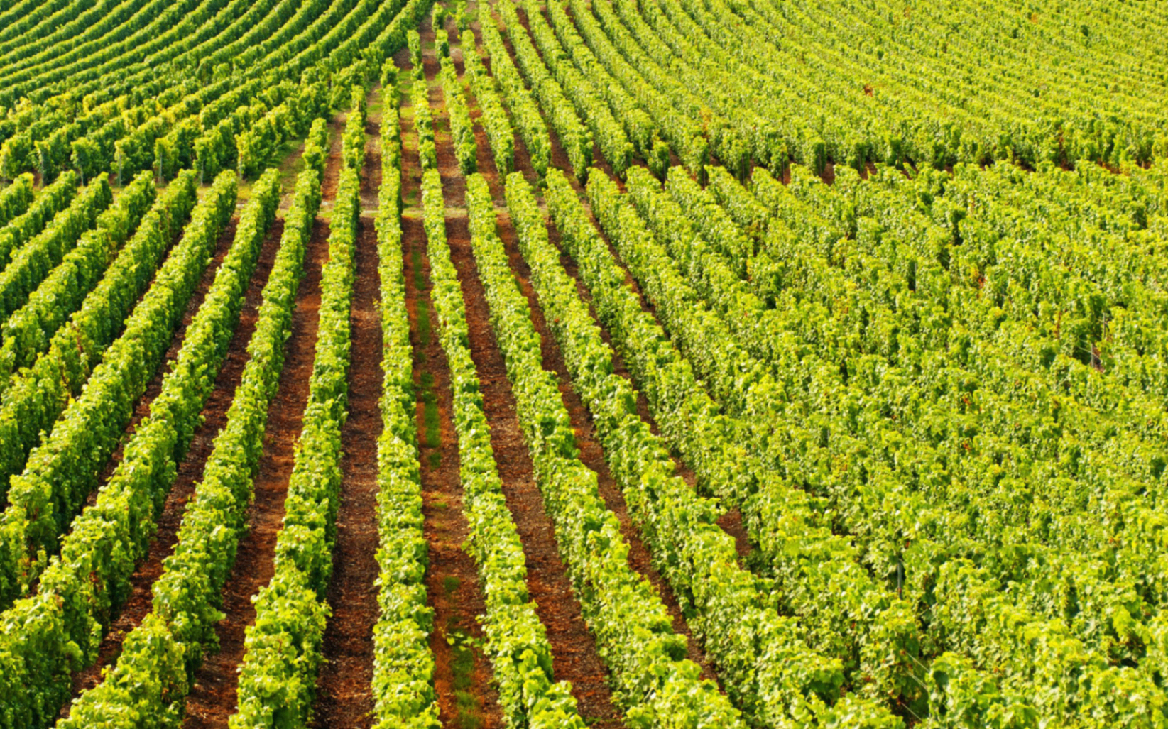 Samson's Agriculture - Premium Agricultural Products & Solutions