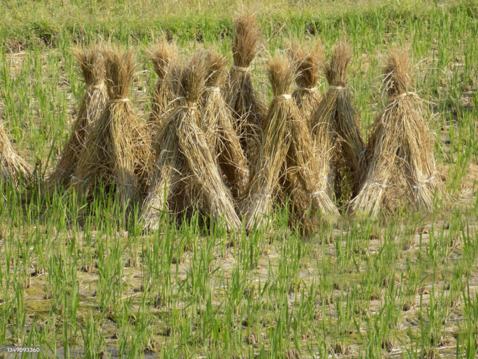 Samson's Agriculture - Premium Agricultural Products & Solutions